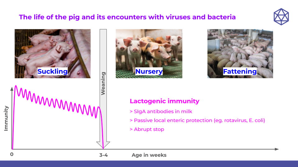 Understanding the Pig's Respiratory and Enteric Complexes: A Deep Dive